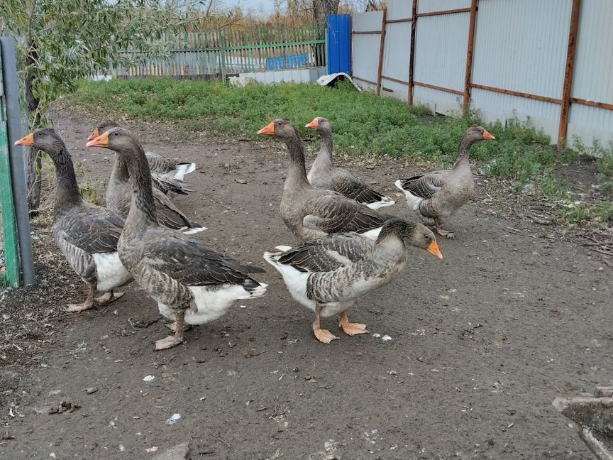 Крупные серые гуси