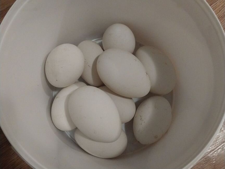 Яйцо гусиное