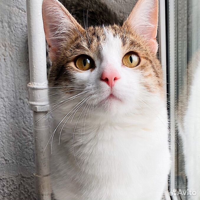 Позитивный, добрейший кот Сёмка