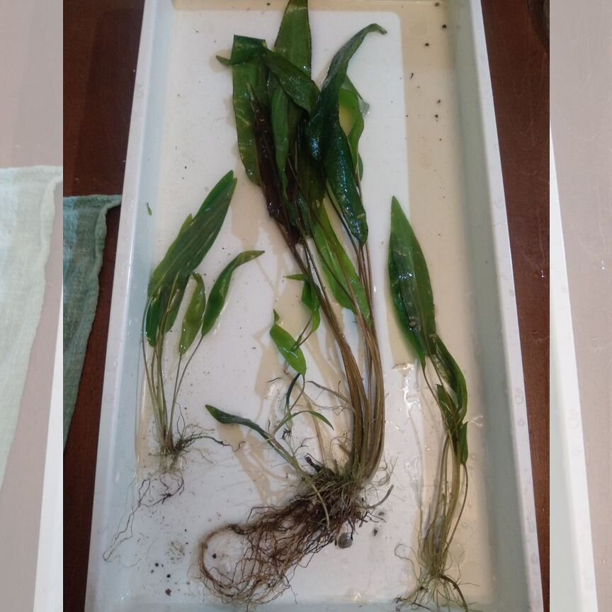 Аквариумные растения