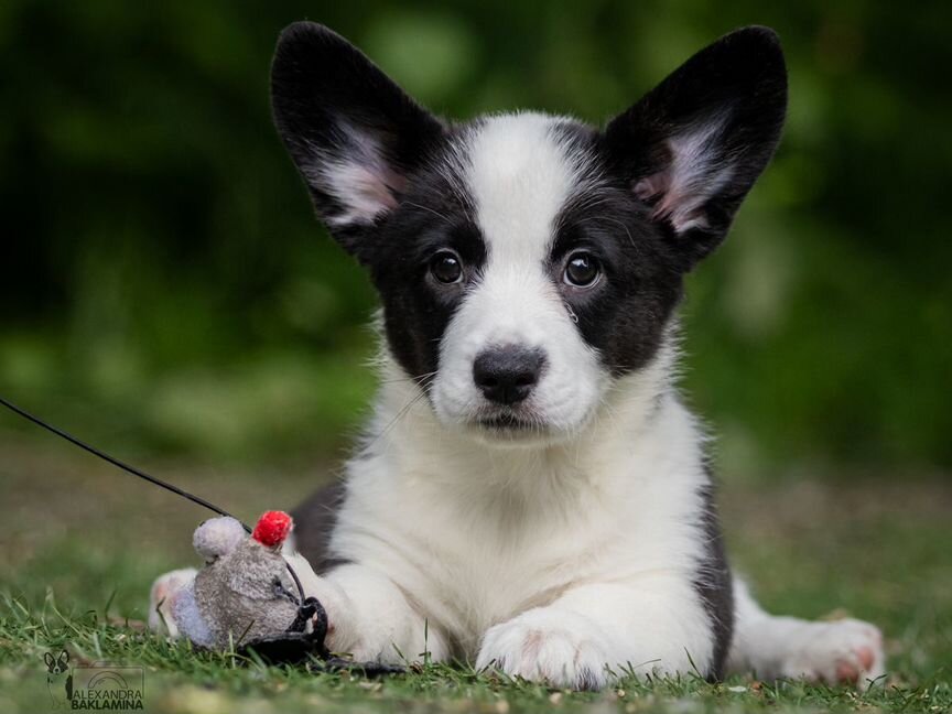 Вельш-корги кардиган щенки