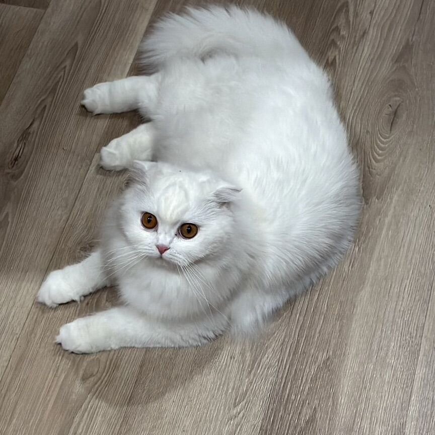 Кошка