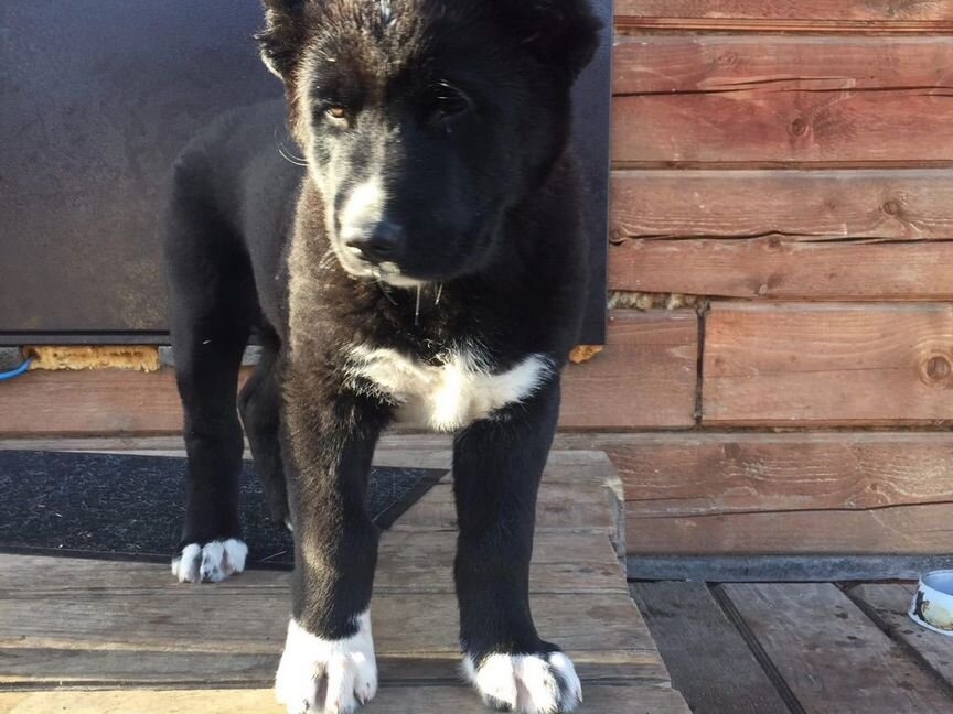 Среднеазиатская овчарка алабай вязка