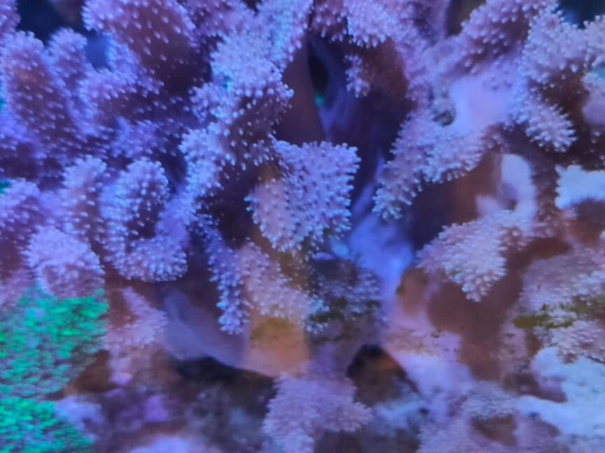 Коралл Синулярия