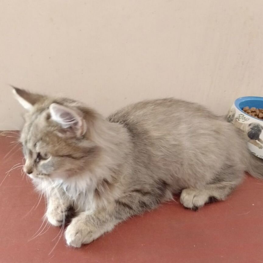 Котенок пушистик