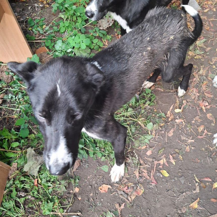 Отдам бесплатно в хорошие руки