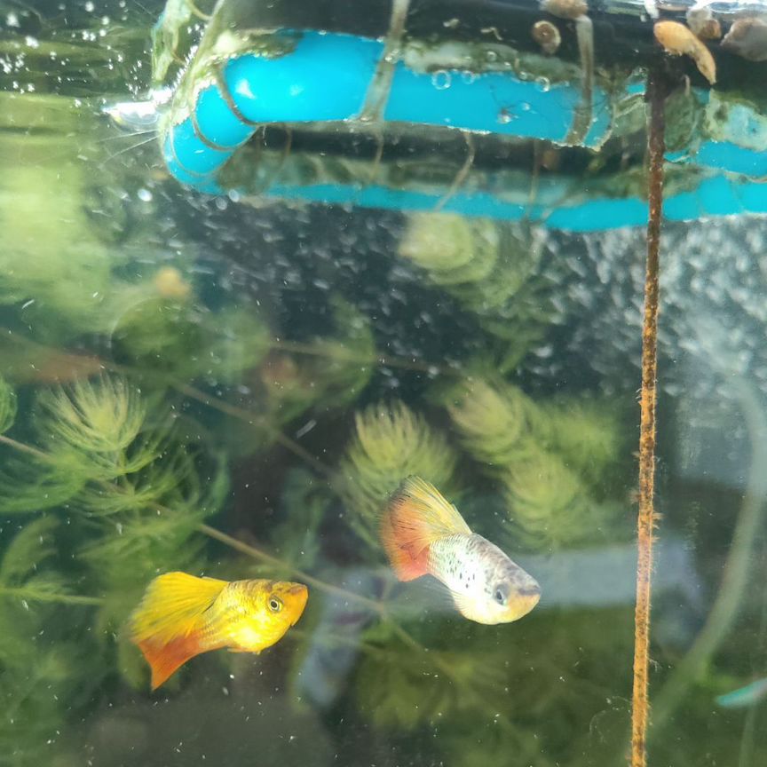 Аквариумные рыбки