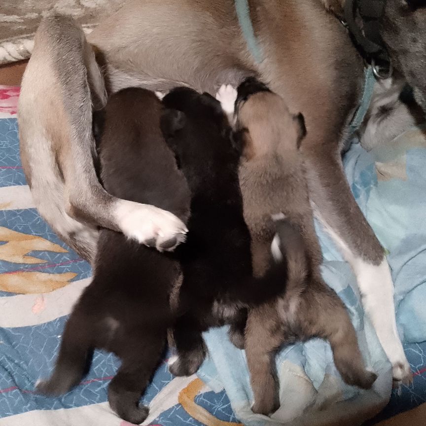 Якутская лайка, щенок