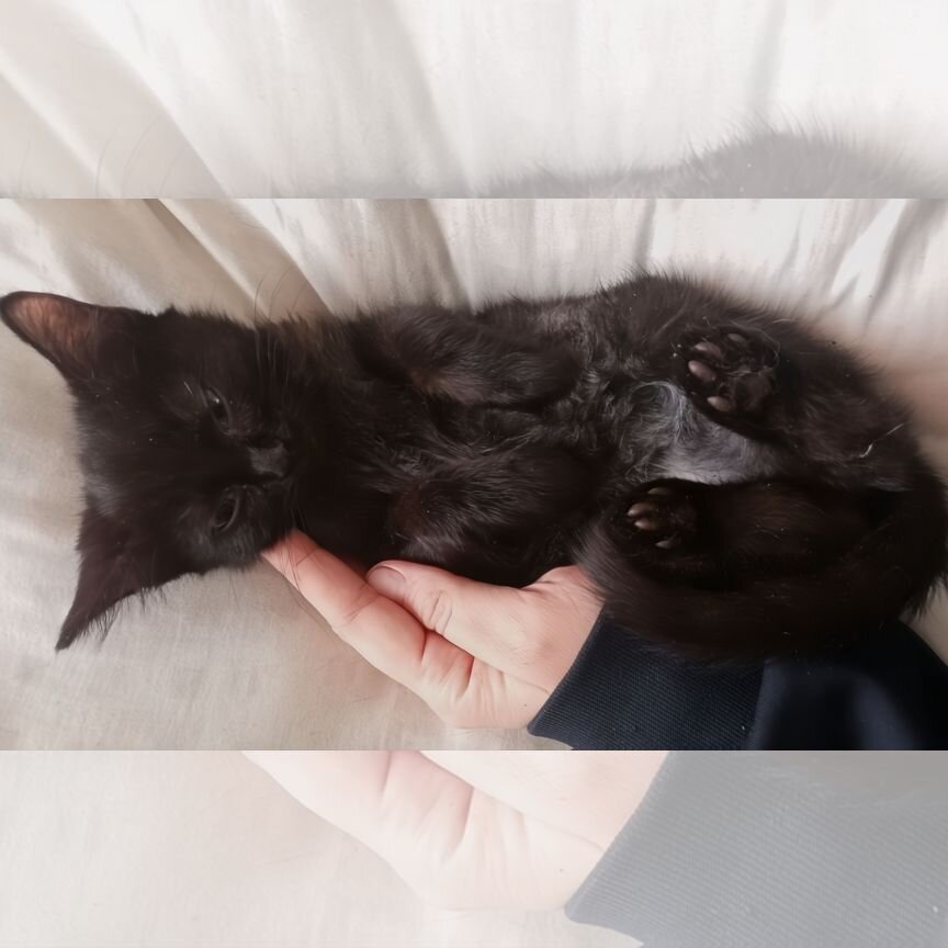Котёнок в добрые руки