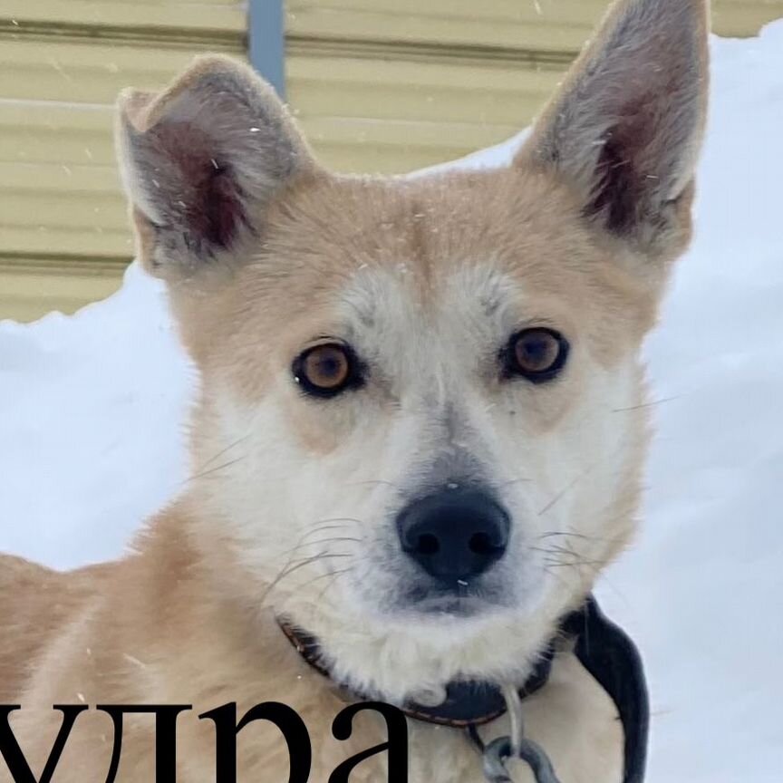 Взрослая собака в добрые руки