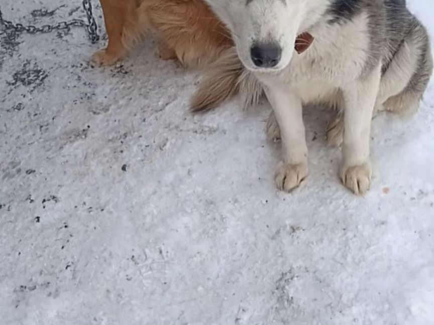 Сибирский хаски