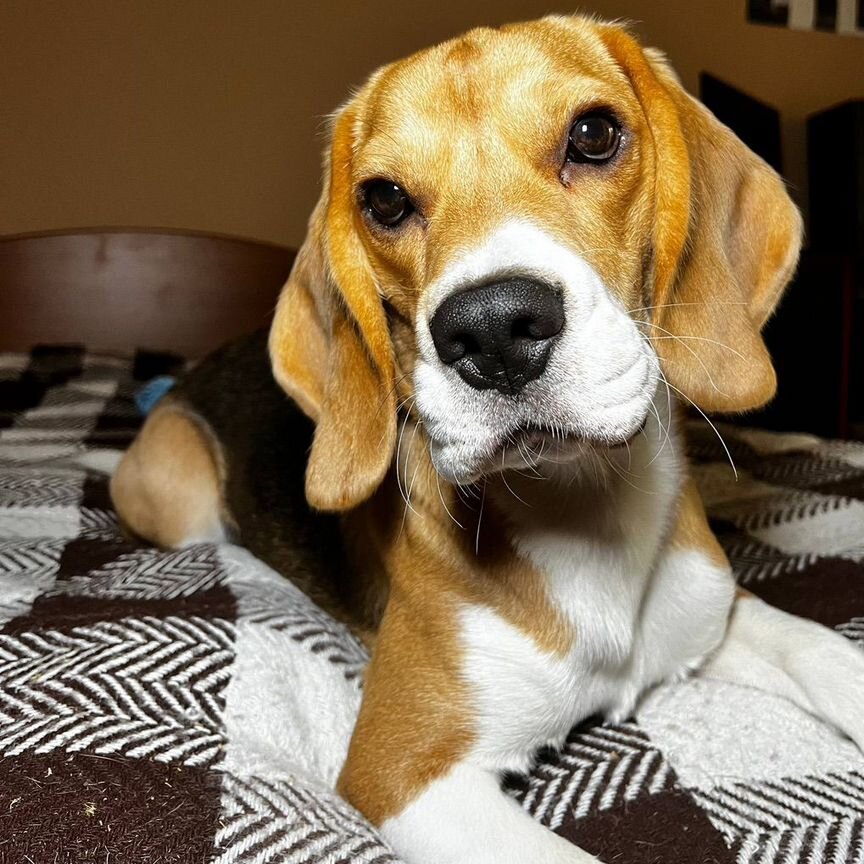 Бигль, взрослый пёс