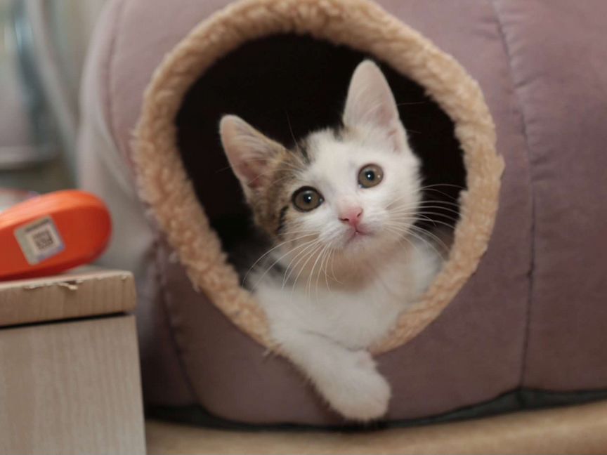 Самый ласковый которебенок