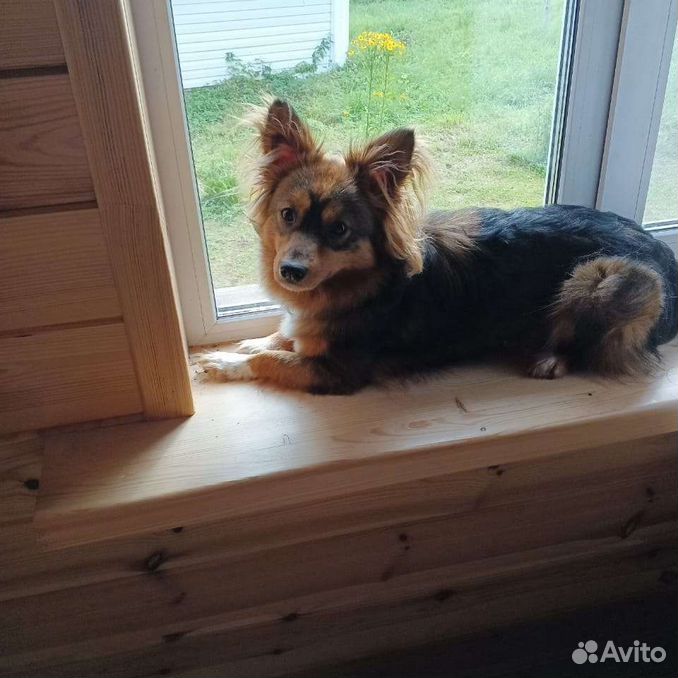 Собака в добрые руки (мальчик, 1 год)