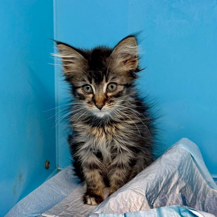 Мейн-кун метис котенок