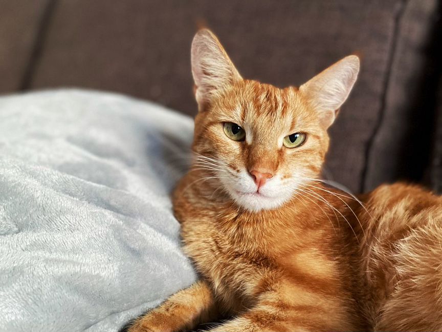 Метис бенгала и абиссинца ищет дом