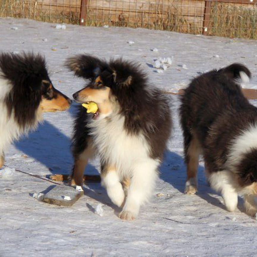 Щенки колли