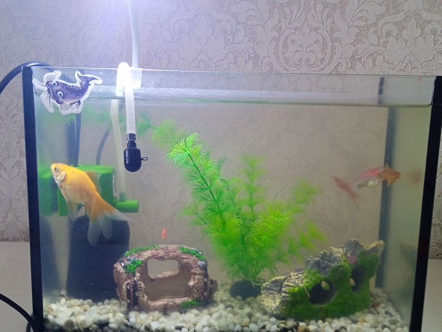 Аквариум с рыбками