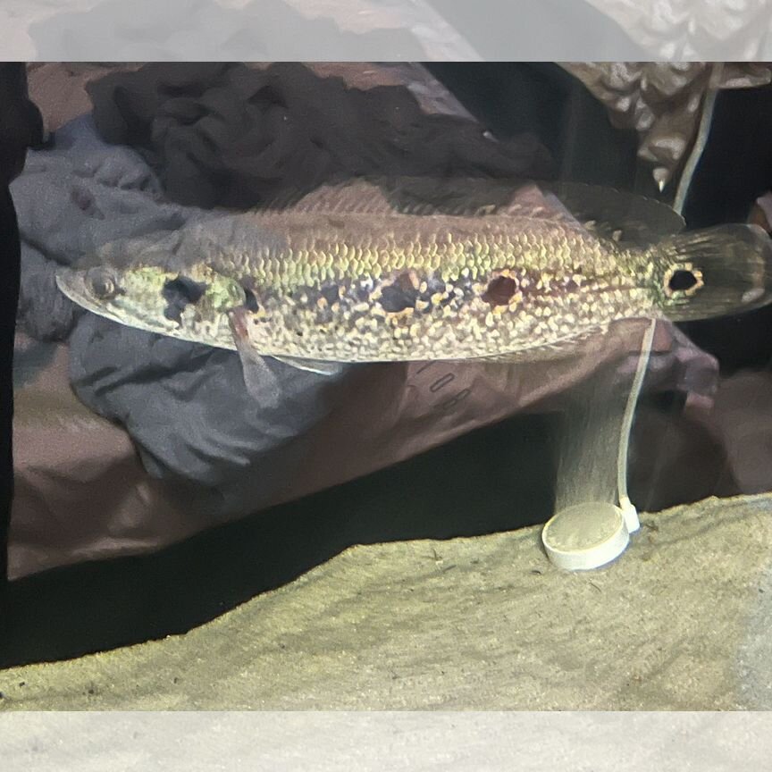 Аквариумные рыбки