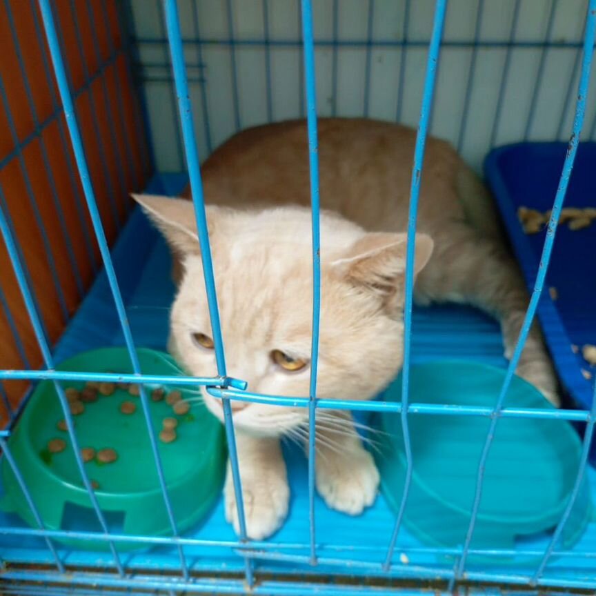 Взрослый кот в добрые руки