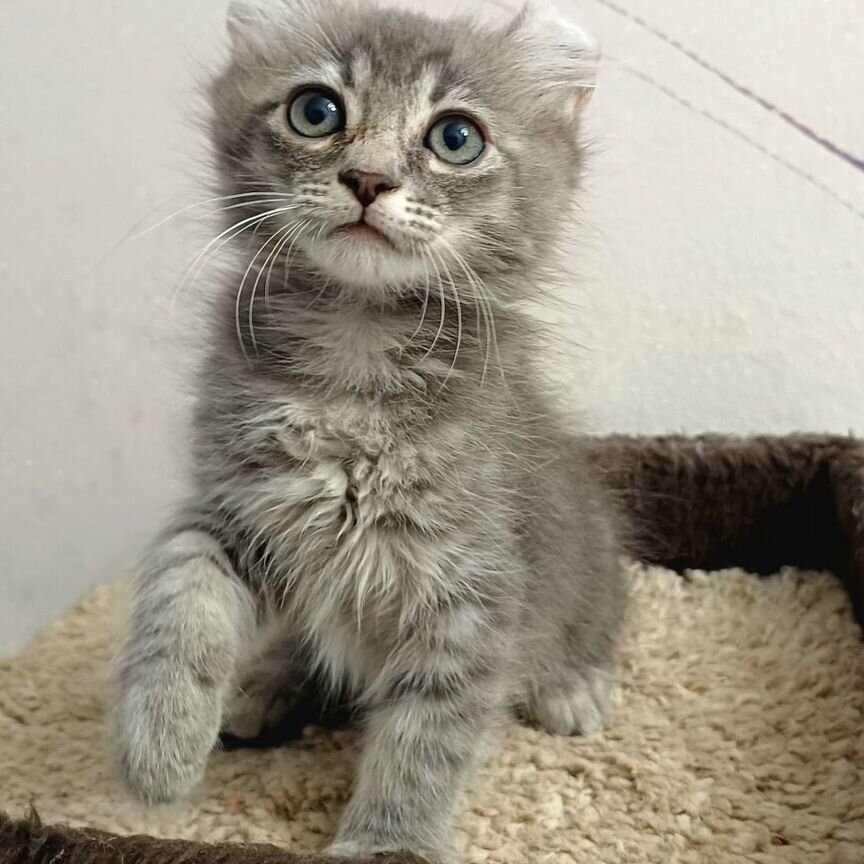 Американский кёрл длинношёрстный котёнок