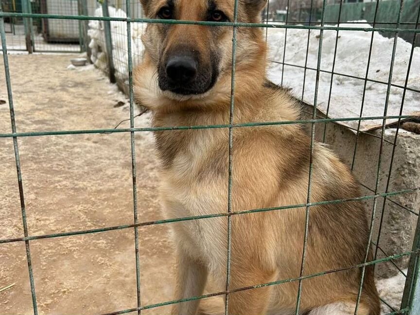Собака ждёт маму