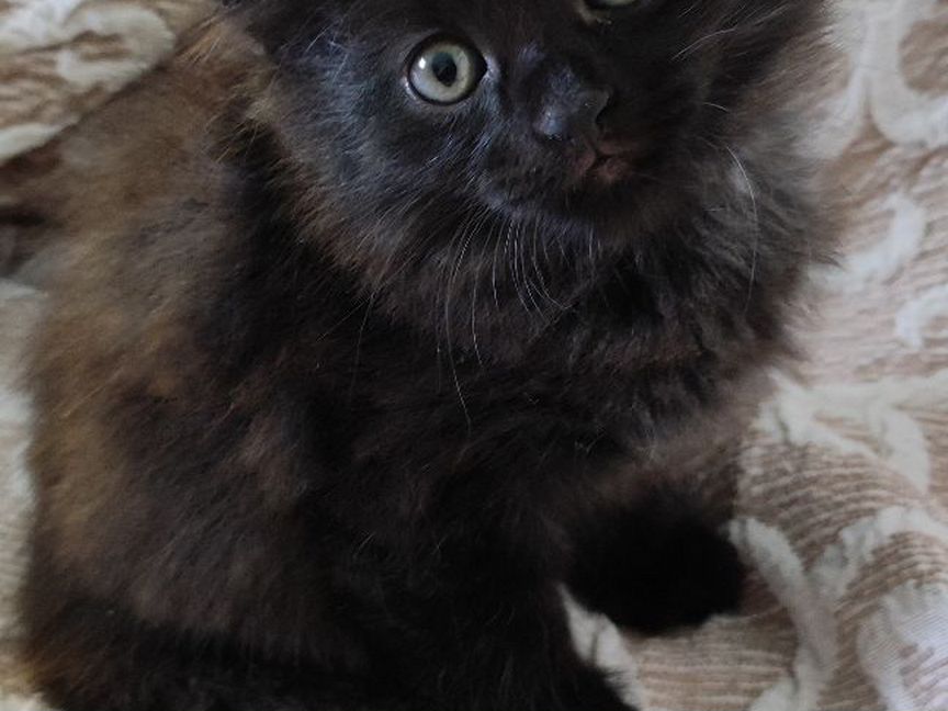 Черный котенок