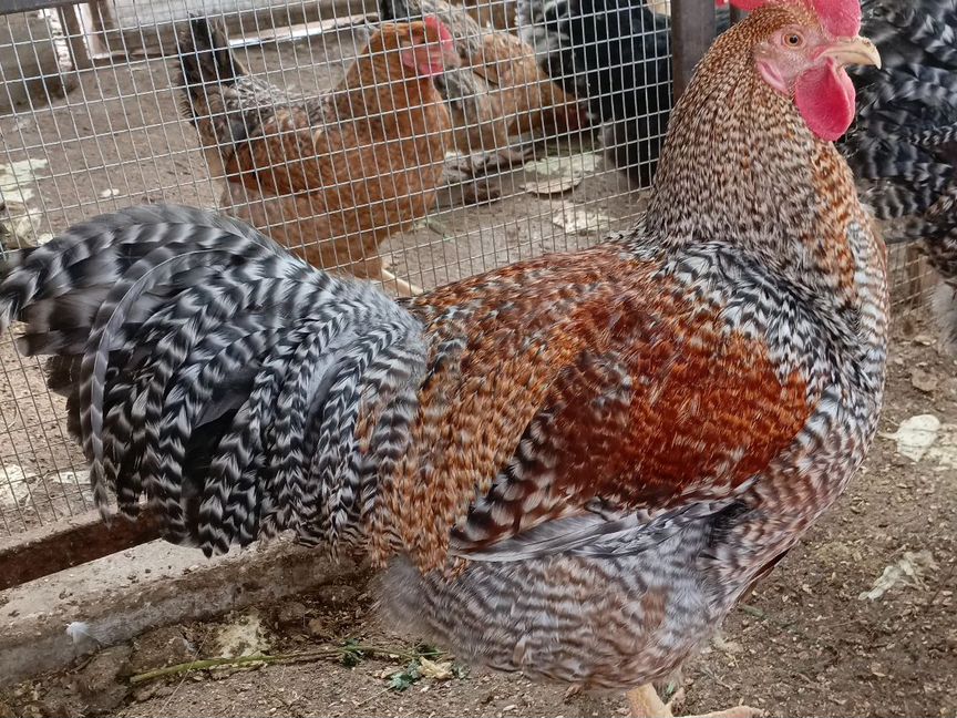 Молодые петухи Билифельдеры и Ливенские