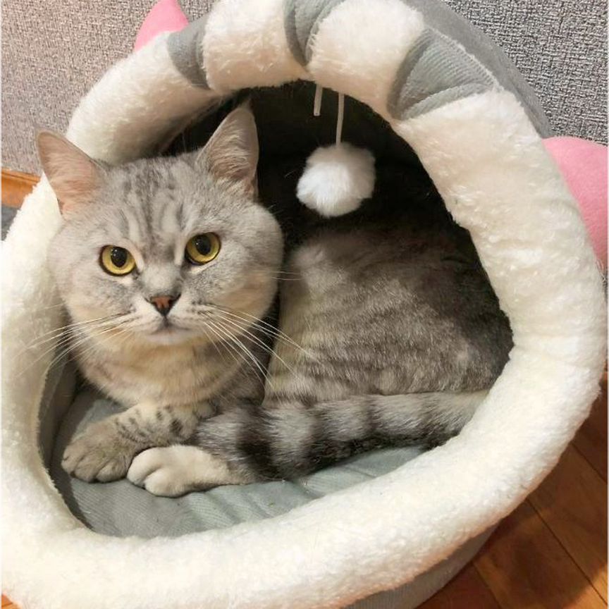 Кот шотландец
