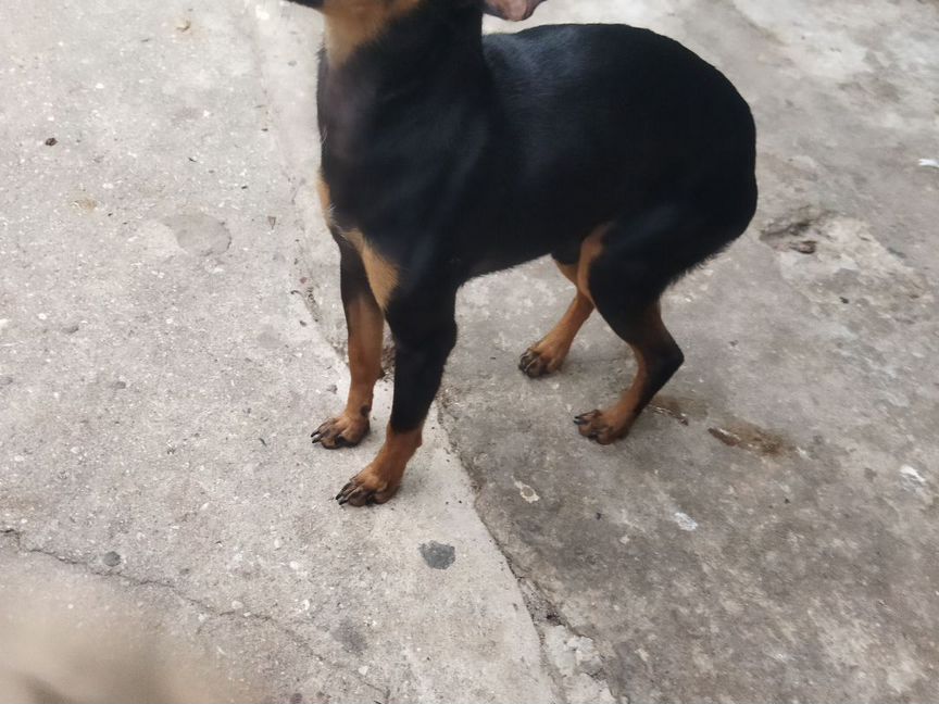 Мини той-терьер вязка