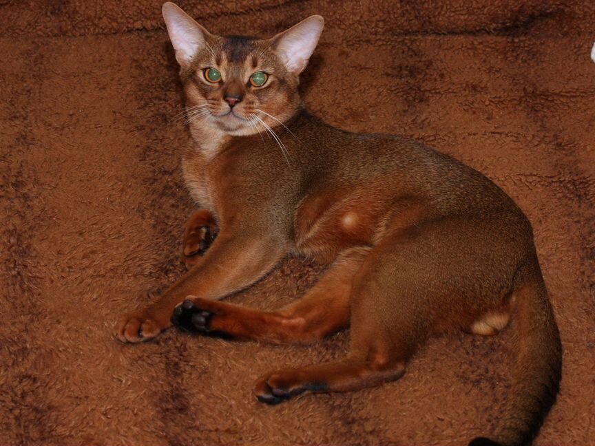 Абиссинский кот
