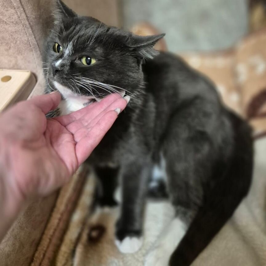 Мягенькая булочка кошка Мила