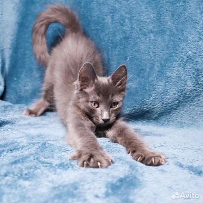 Котенок нибелунг в дар