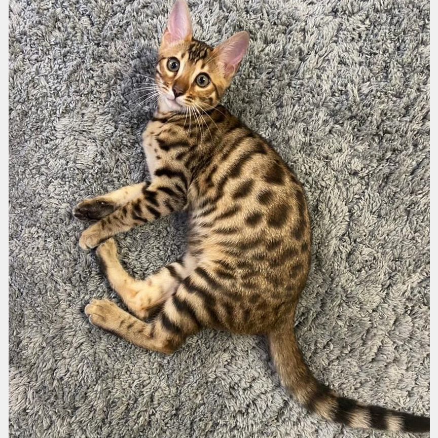 Бенгальская