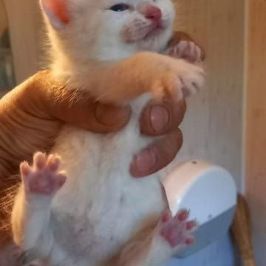 Котенок белый