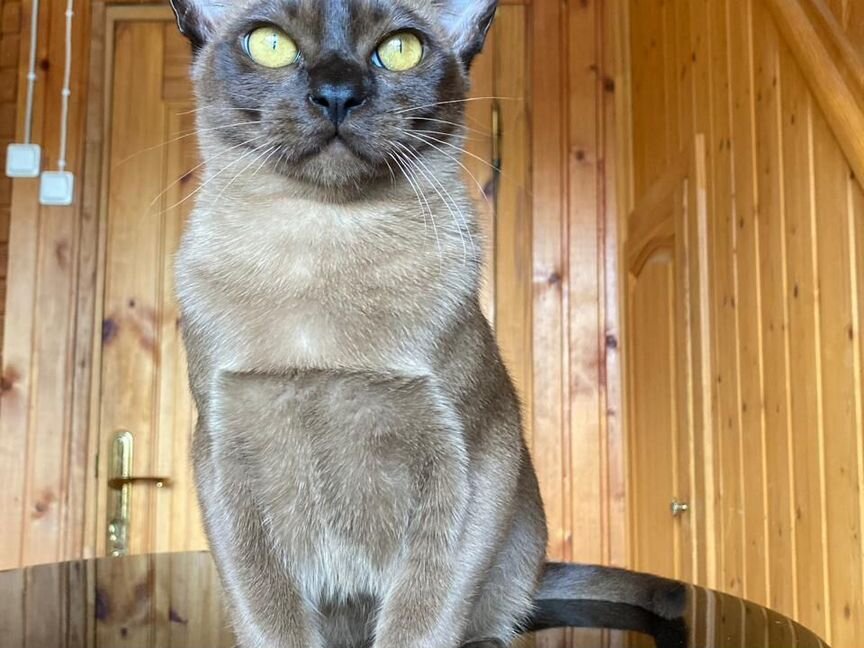 Бурманские котята соболята