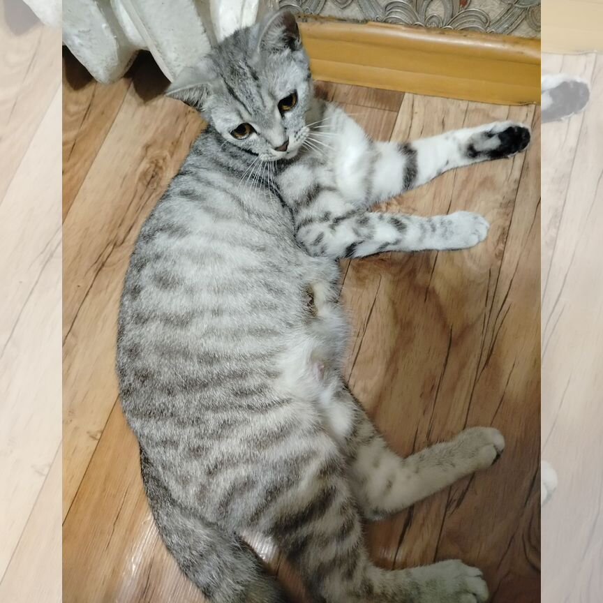 Британская короткошёрстная кошка, взрослая