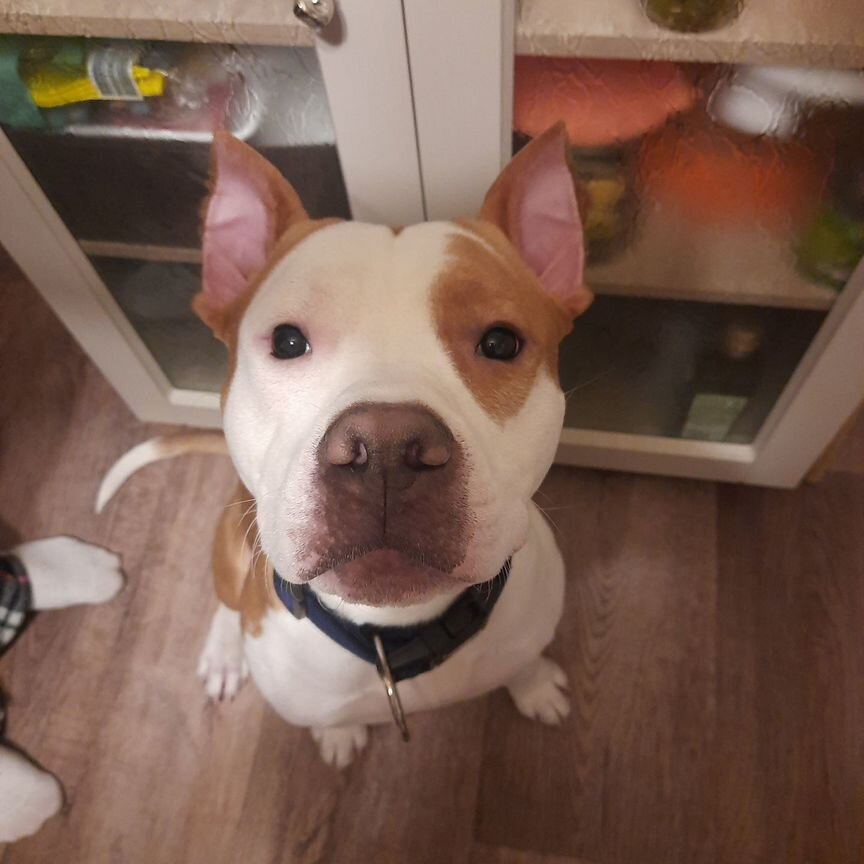 Американский стаффордширский терьер, щенок