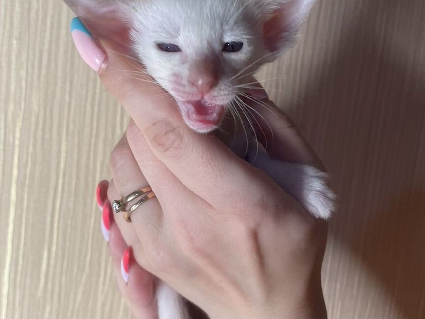 Ориентальная девочка