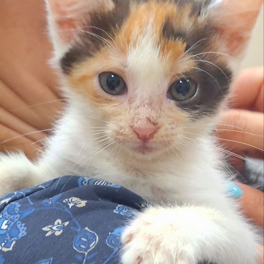 Котёнок Тесла в самые добрые руки