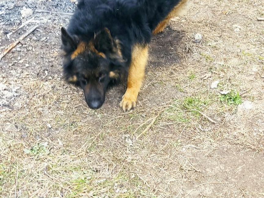 Чепрачная Немецкая овчарка (кабель) Ищем невесту