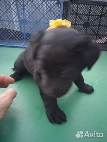 Щеночки бесплатно