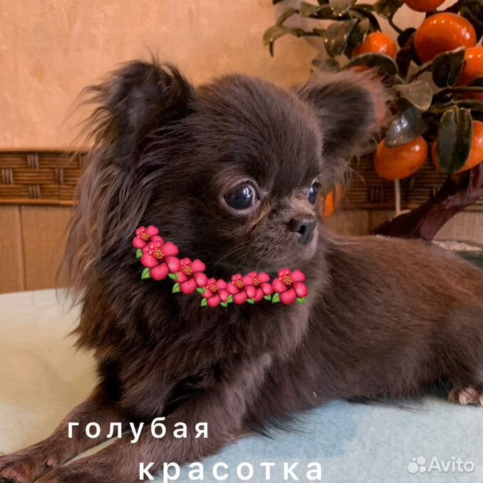 Выращенные девочки и мальчики. Москва