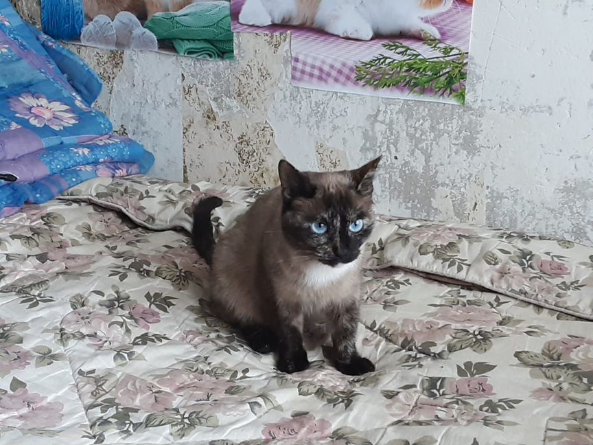Тайская кошечка
