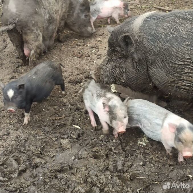 Продам вьетнамских поросят