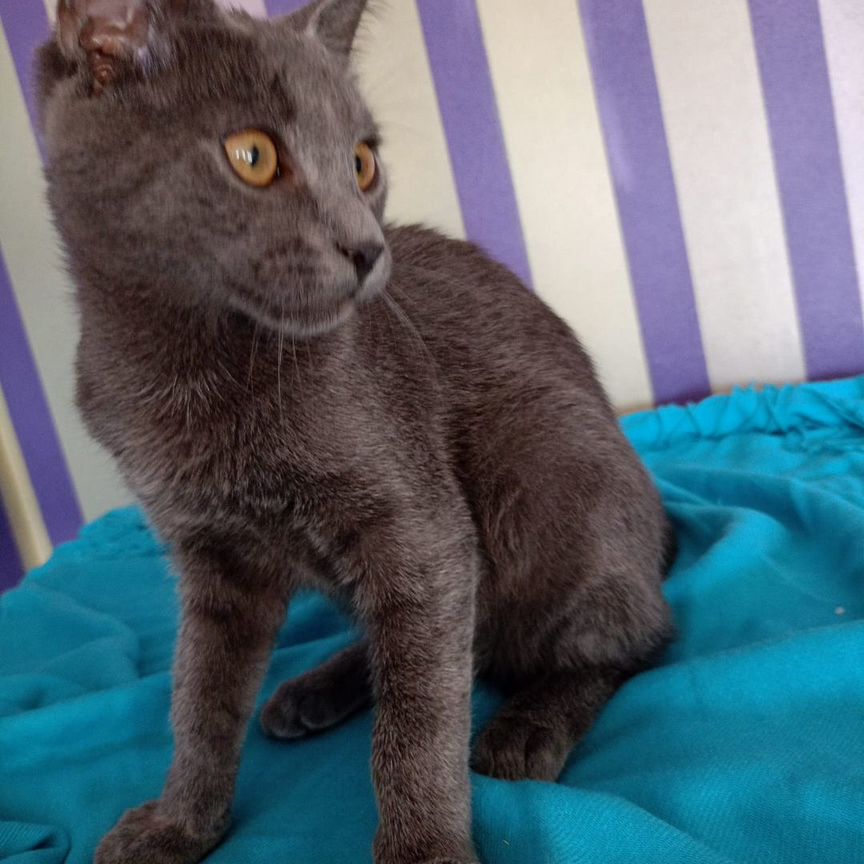 Малыш Грэй в дружную семью