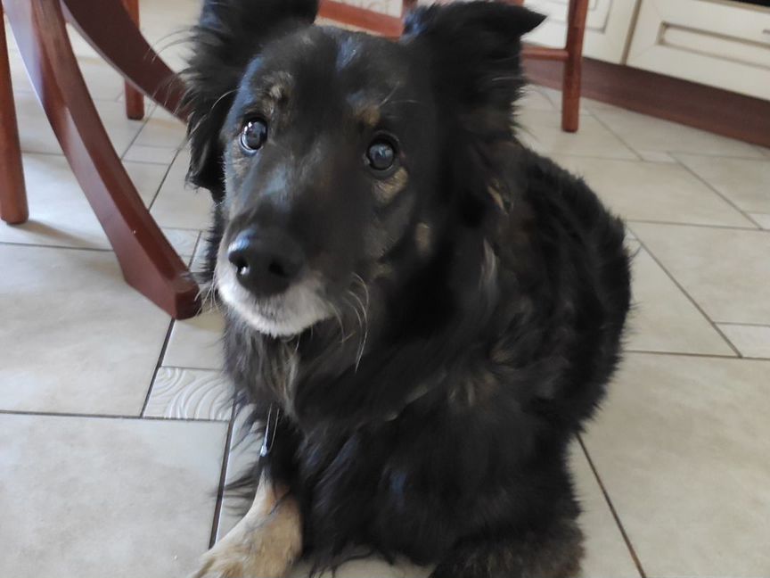 Нашлась собака