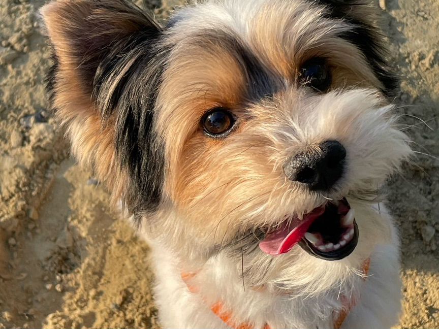 Бивер Вязка