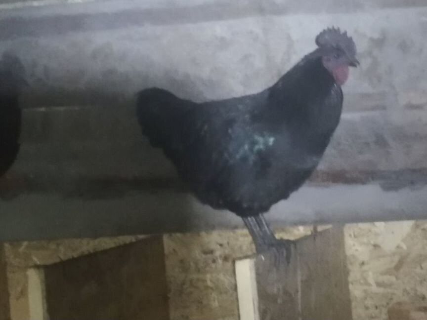 Молодые петухи