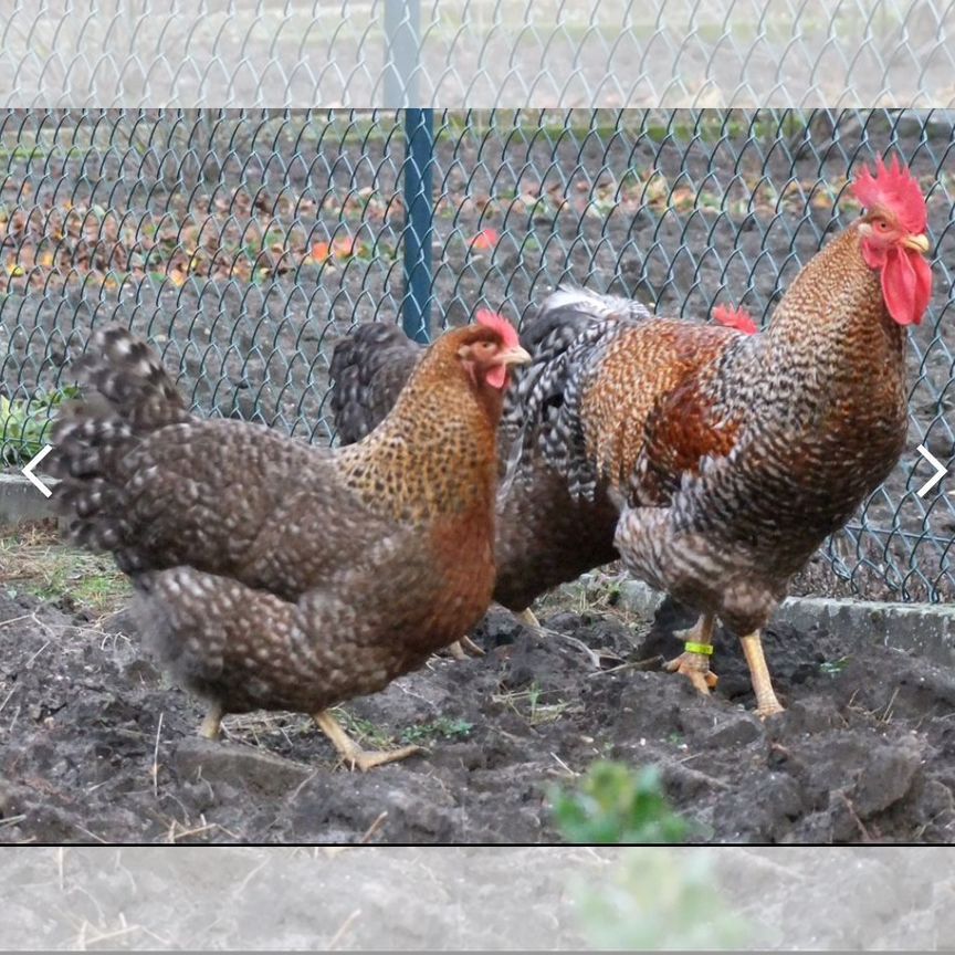 Цыплята Билефельдер